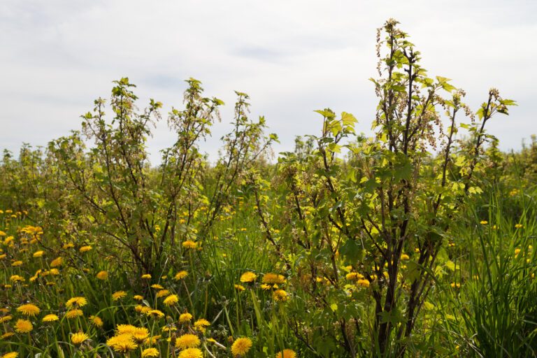 Tips To Keep Your Bushes Looking Their Best All Year DK Landscaping